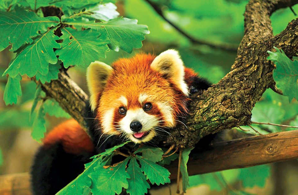 Red Pandas by Roberta B. Turner - The Light Magazine