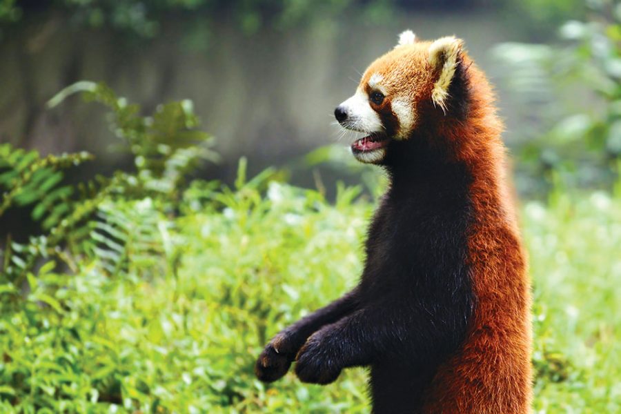 Red Pandas by Roberta B. Turner - The Light Magazine