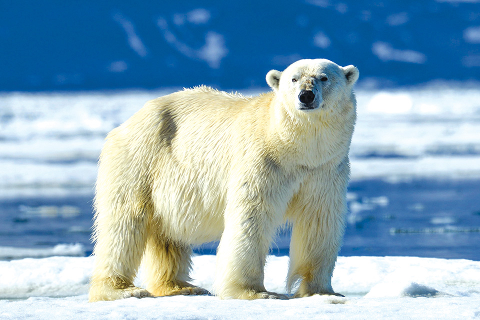 Polar Bears by Roberta B. Turner - The Light Magazine