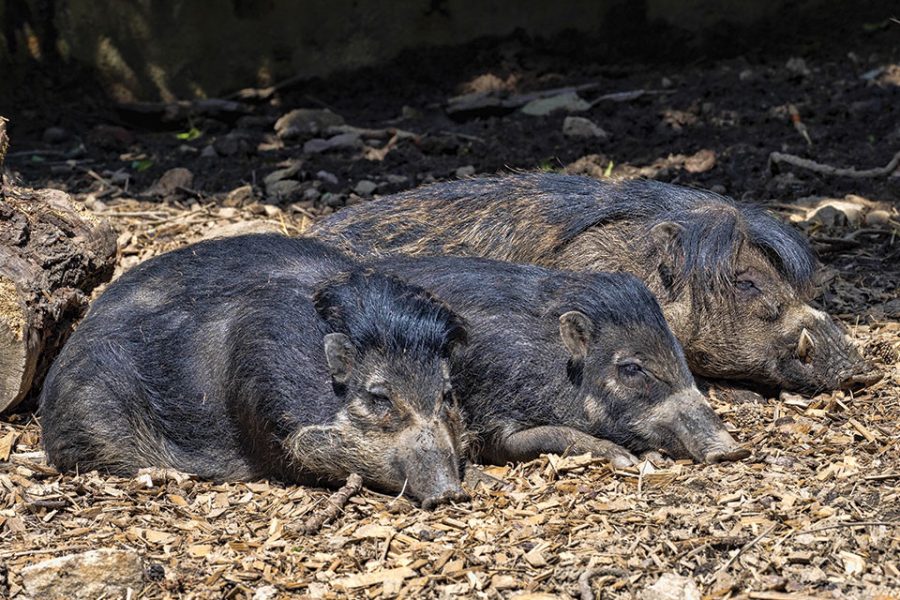 Visayan Warty Pigs by Roberta B. Turner - The Light Magazine