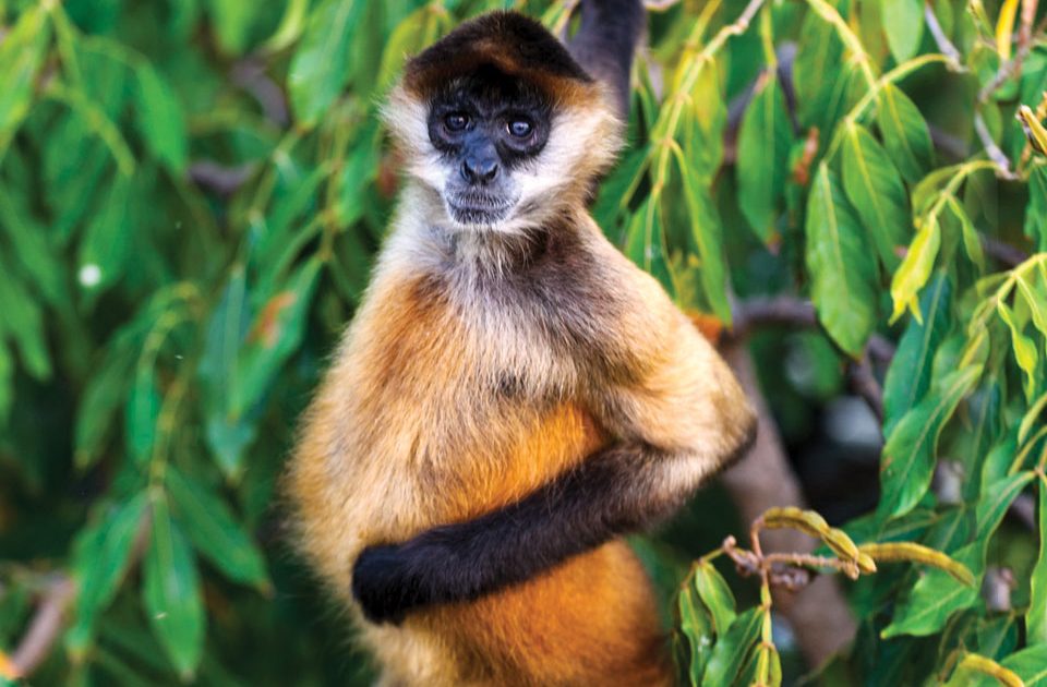 Geoffroy’s Spider Monkeys by Roberta B. Turner - The Light Magazine