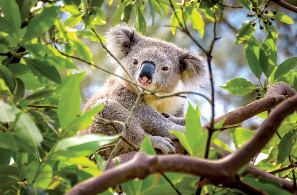 Koalas by Roberta B. Turner - The Light Magazine