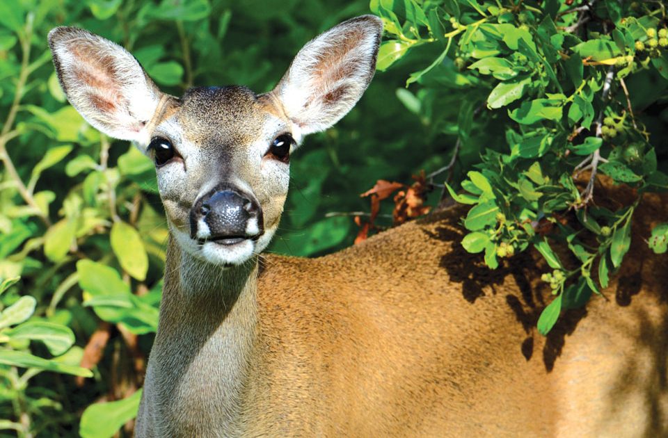 Key Deers by Roberta B. Turner - The Light Magazine