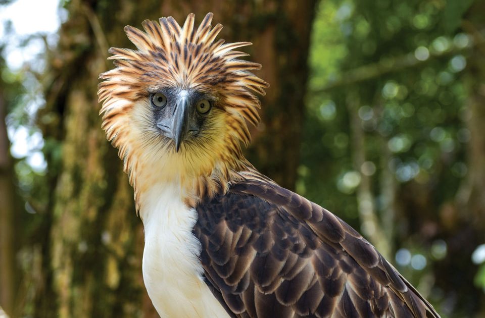 Endangered Philippine Eagles by Roberta B. Turner - The Light Magazine