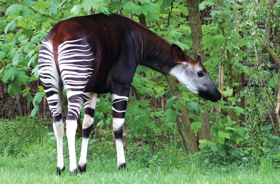 Endangered Species - Okapi - The Light Magazine