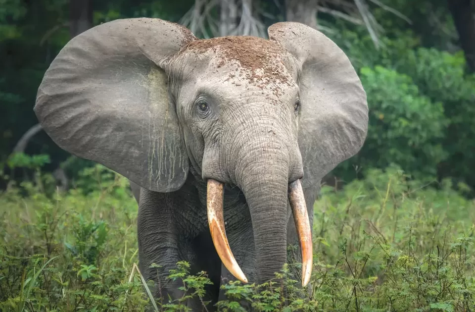 Critically Endangered African Forest Elephant by Roberta B. Turner - The Light Magazine