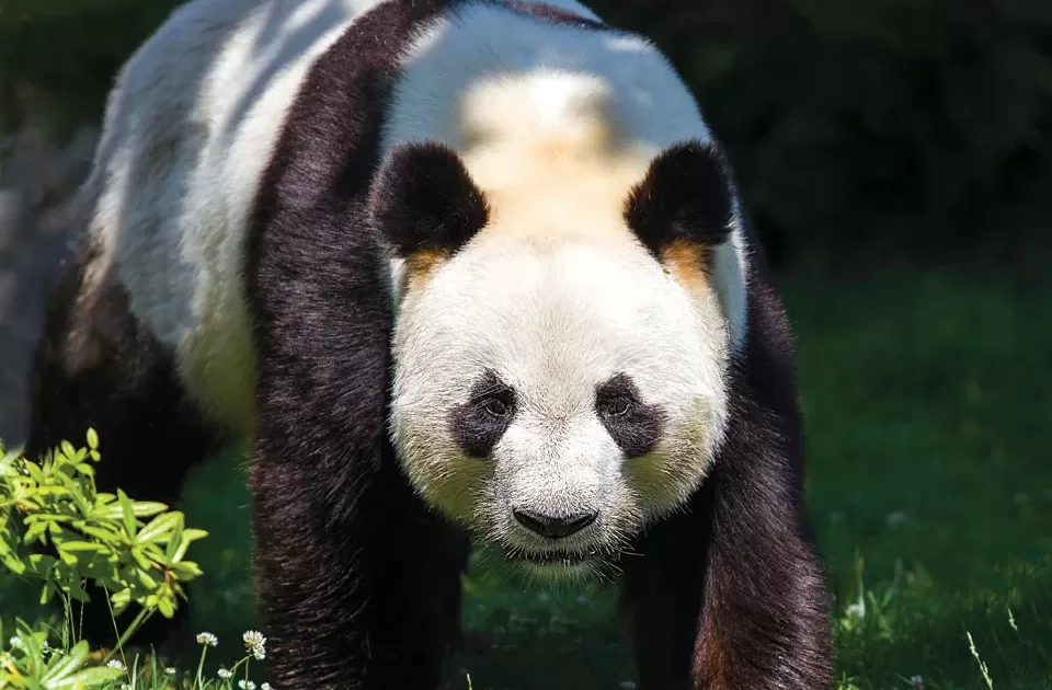 Giant Panda by Roberta B. Turner - The Light Magazine