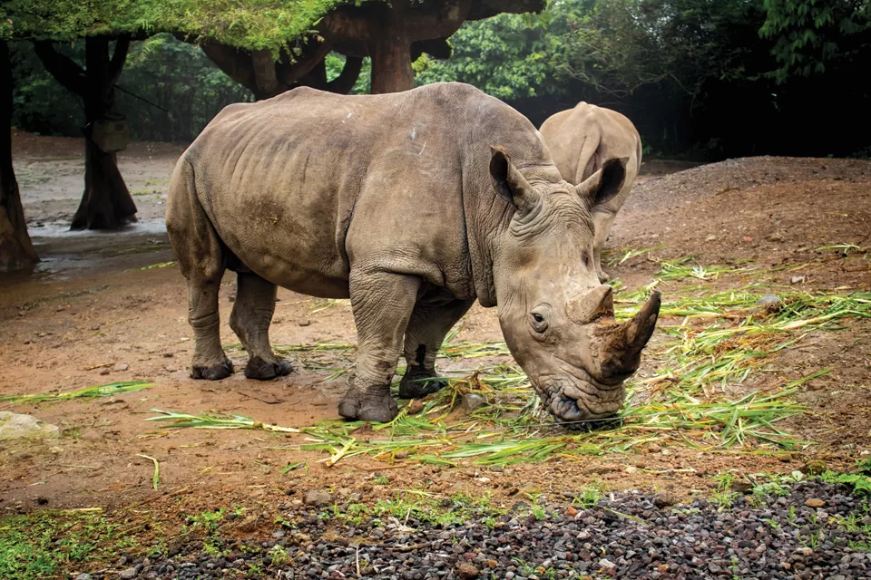 Javan Rhinos by Roberta B. Turner - The Light Magazine