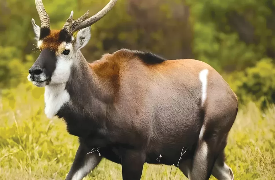 Critically Endangered The Saola by Roberta B. Turner - The Light Magazine
